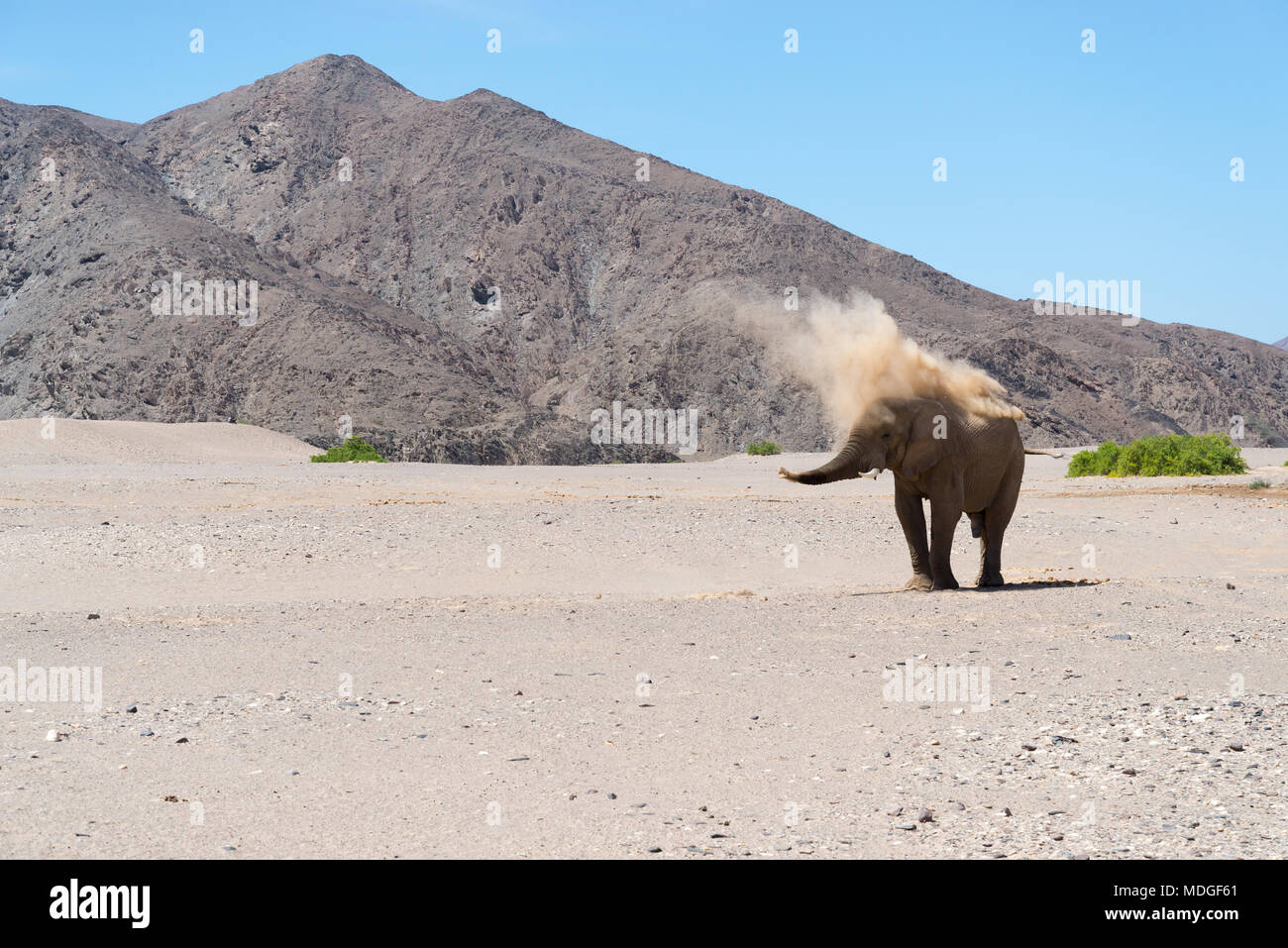 Charlie the Namibian Elephant Stock Photo - Alamy
