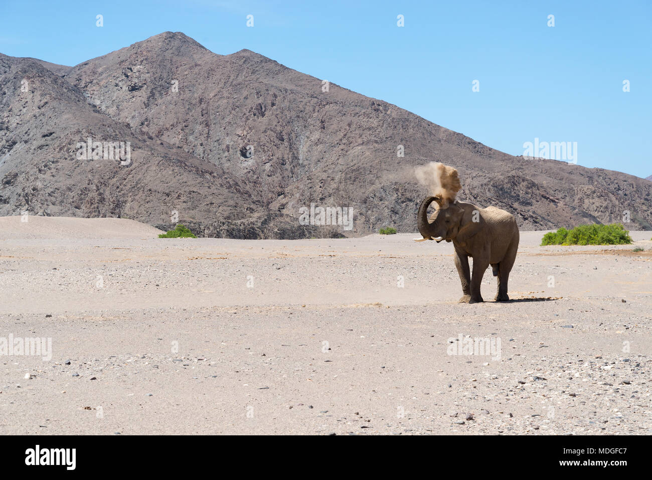 Charlie the Namibian Elephant Stock Photo - Alamy