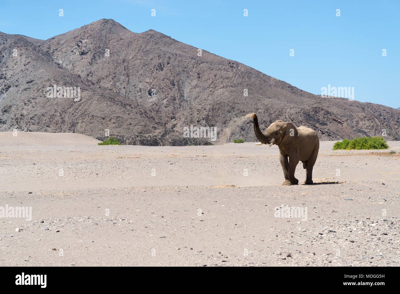 Charlie the Namibian Elephant Stock Photo - Alamy