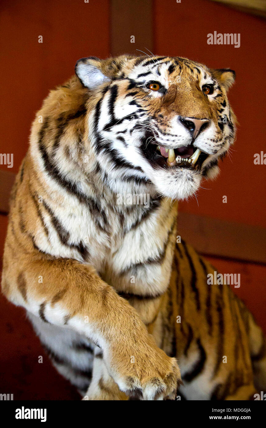 Great tiger picture on the beautiful red background. Amazing tiger with ...