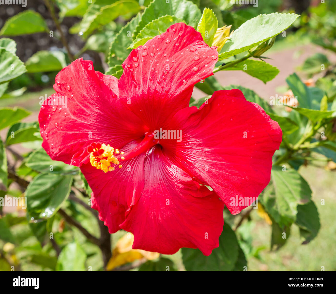 Red shoeblackplant hi-res stock photography and images - Alamy