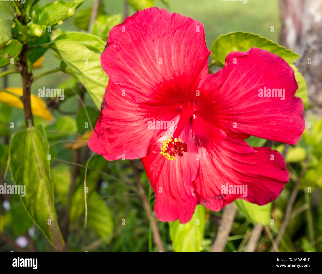 Mallow (hibiscus Rosa Sinensis) High Resolution Stock Photography and ...