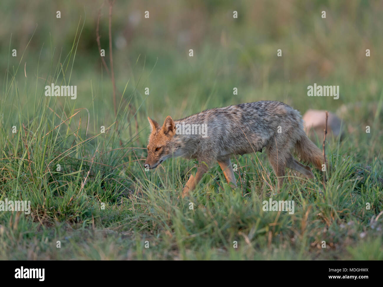 Rare jackal hi-res stock photography and images - Alamy