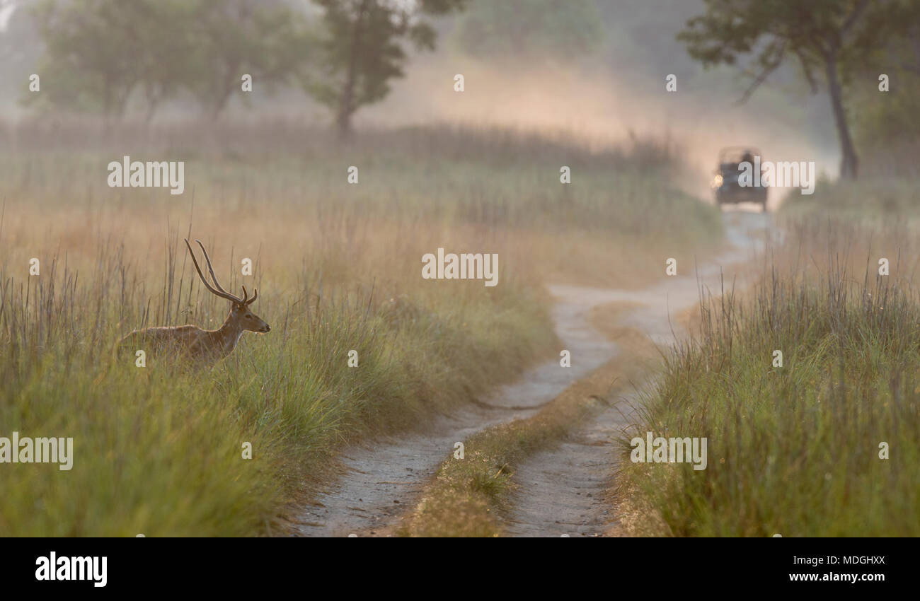 Male Spotted Deer in Morning light Stock Photo - Alamy