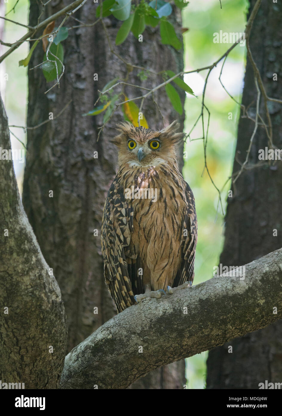 Tawny Fish owl Stock Photo - Alamy