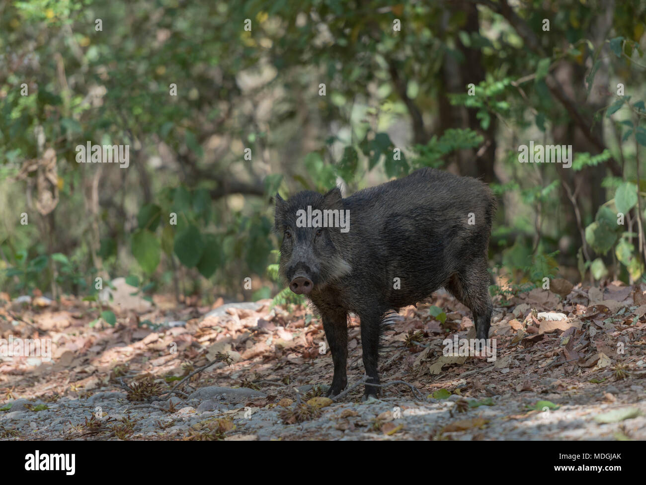 Male boar india hi-res stock photography and images - Alamy