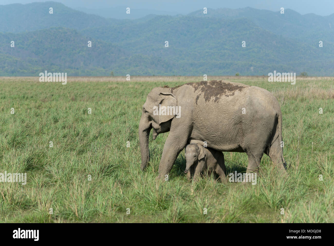 Curious elephant baby under mothers body Stock Photo - Alamy