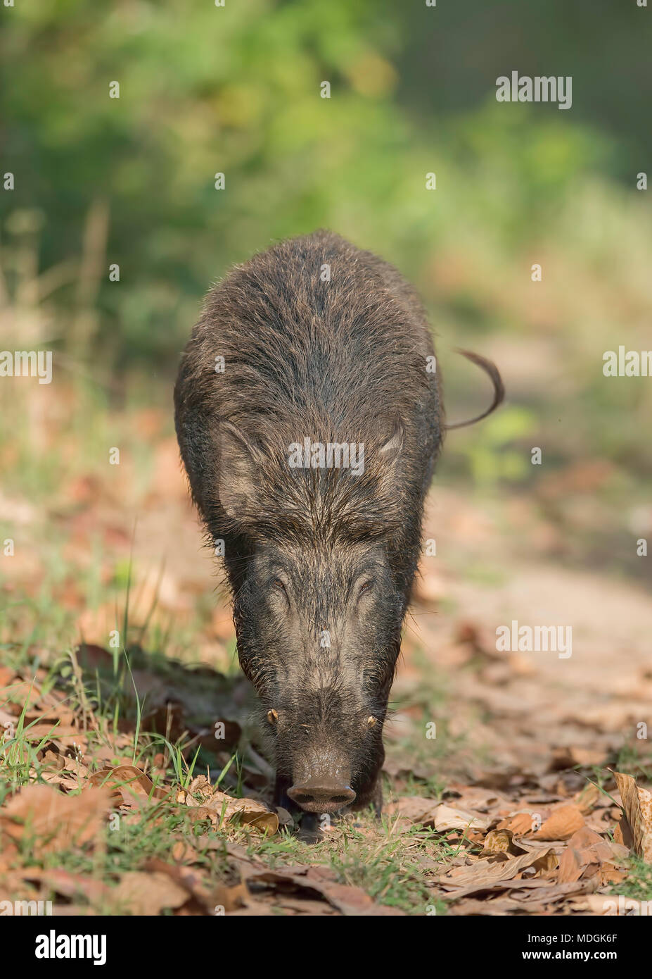 Wild Boar front view Stock Photo - Alamy