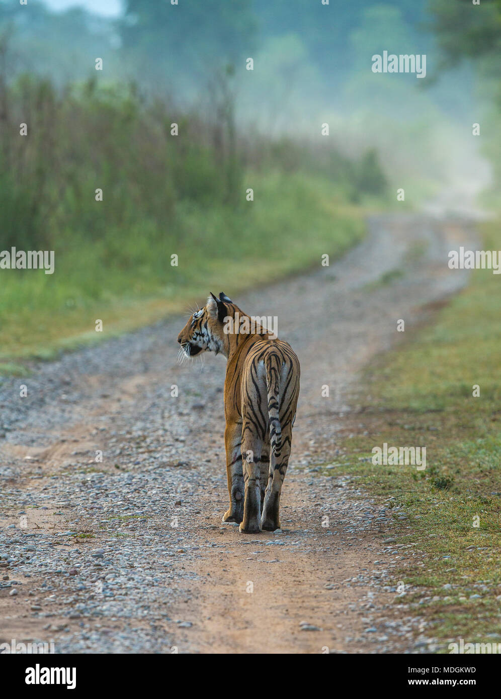 Tiger walking on forest train early morning Stock Photo - Alamy