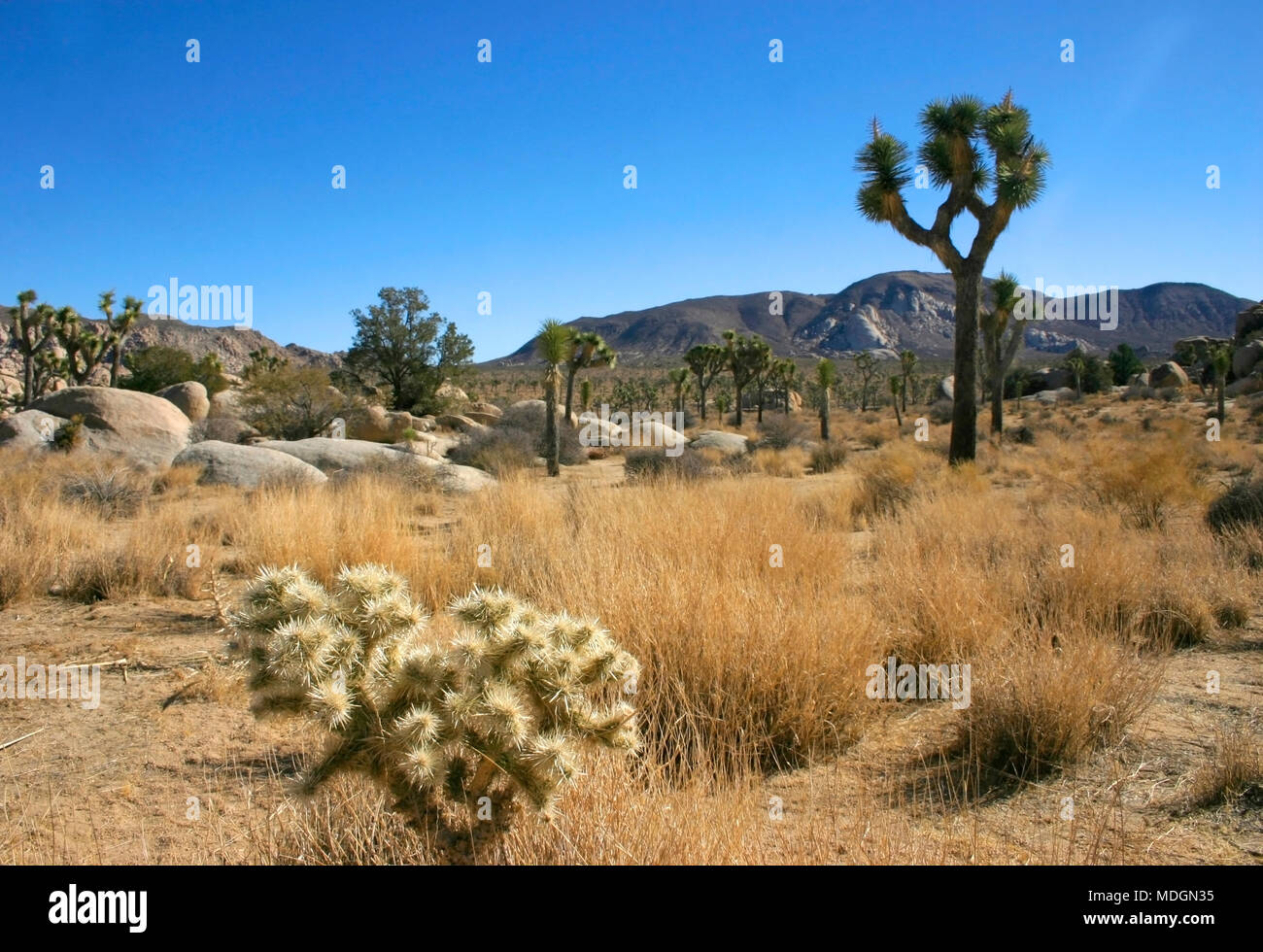 Joshua Tree Landscape Yucca Brevifolia Mojave Desert Joshua Tree ...