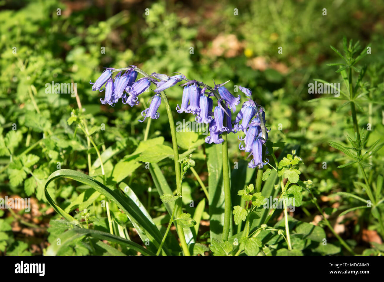 Blue bells season in forests of Belgium Stock Photo - Alamy