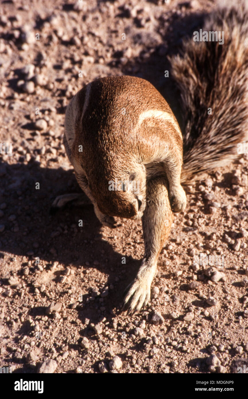 ground squirrel (xerus inauris) etosha national park, namibia, africa ...
