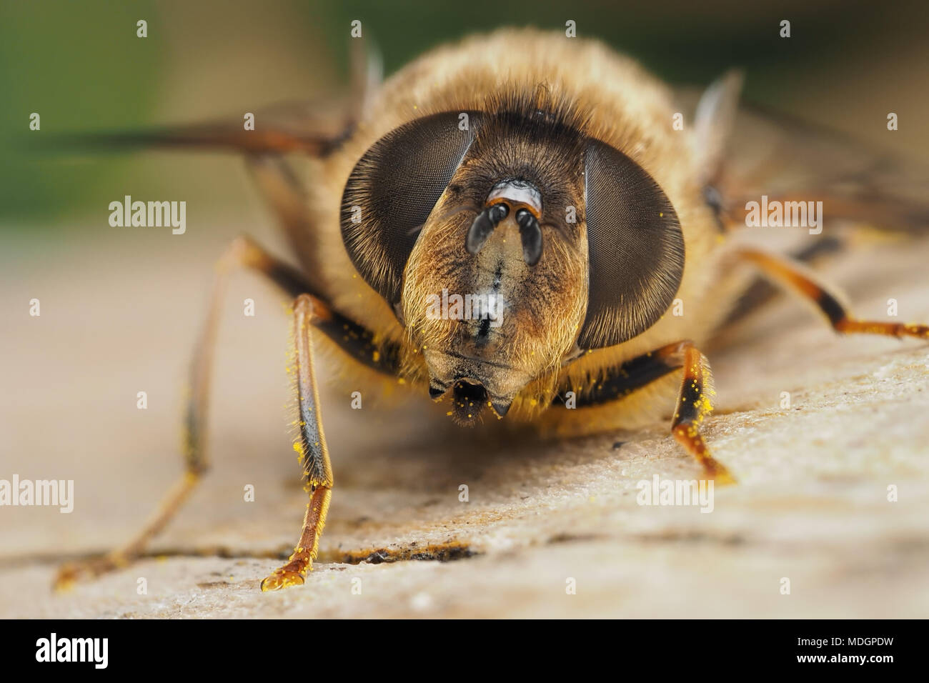 Eristalis pertinax hoverfly female. Close up view of the face and ...