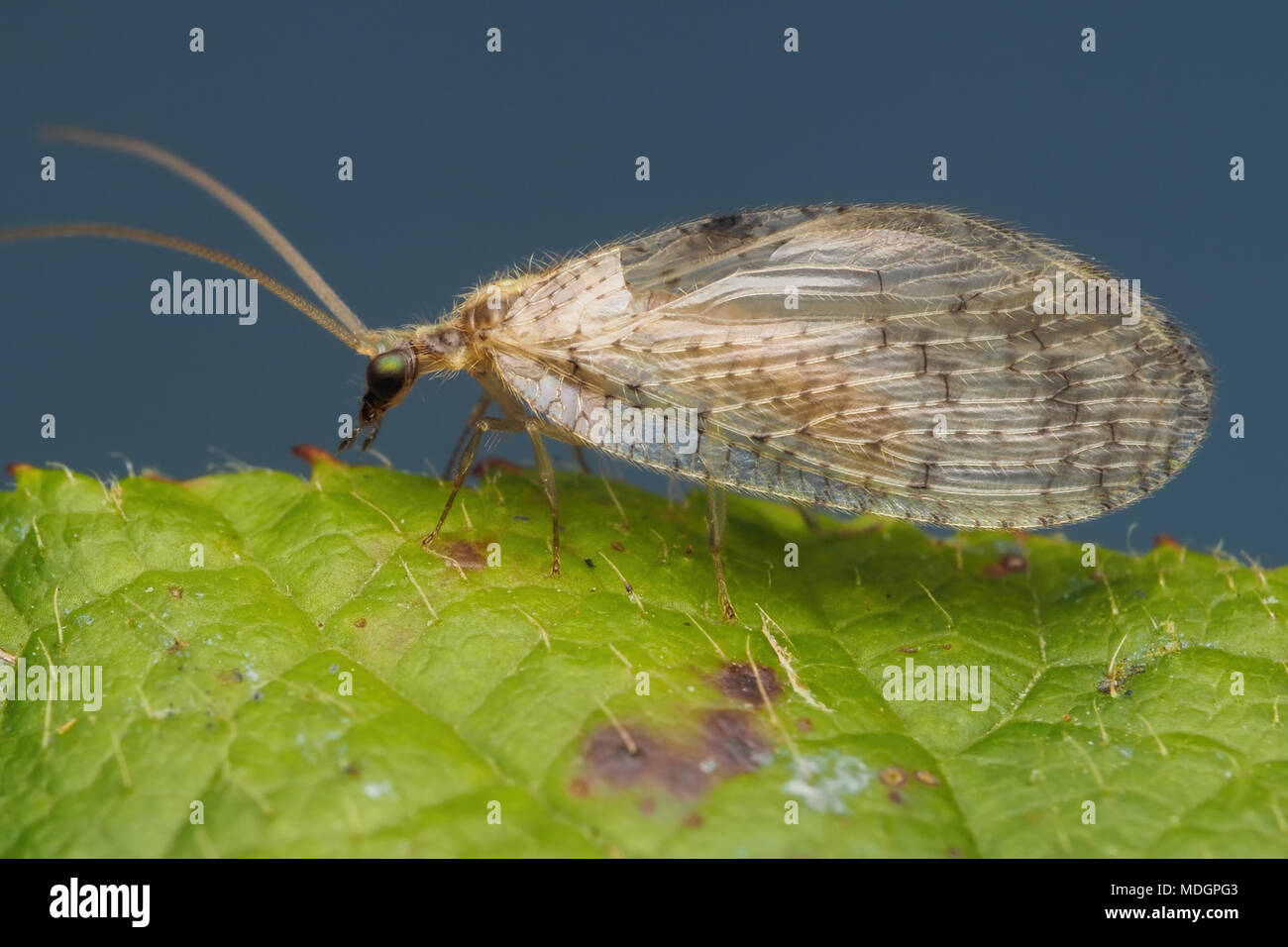 Brown Lacewing in the family Hemerobiidae, at rest on bramble ...