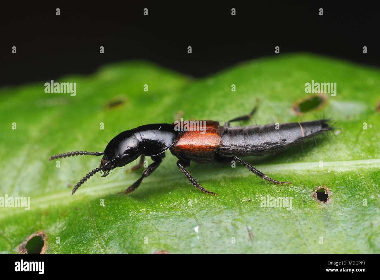 Staphylinidae hi-res stock photography and images - Alamy