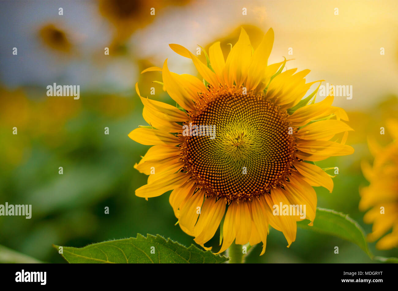 Sunflowers in morning summer field hi-res stock photography and images ...