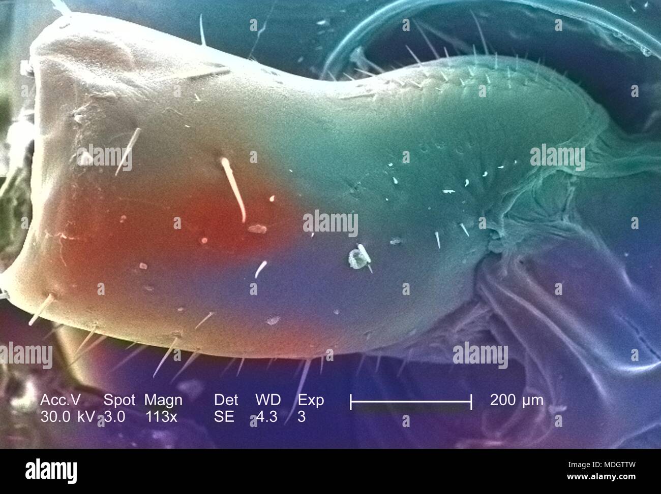 Insect antenna sem hi-res stock photography and images - Alamy