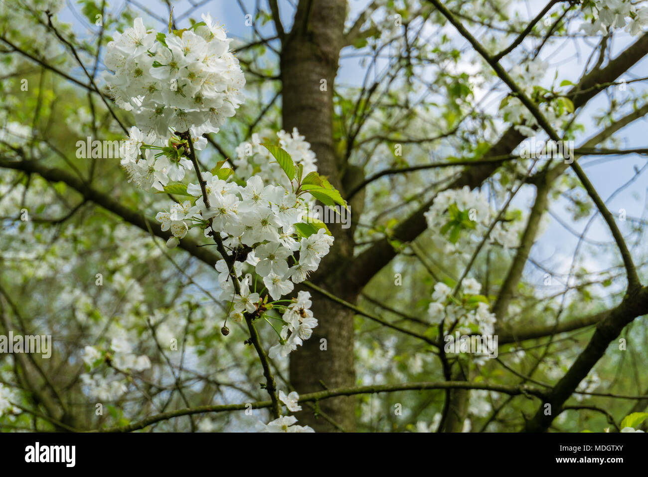 Flower Spring tree white sky blue background Stock Photo - Alamy