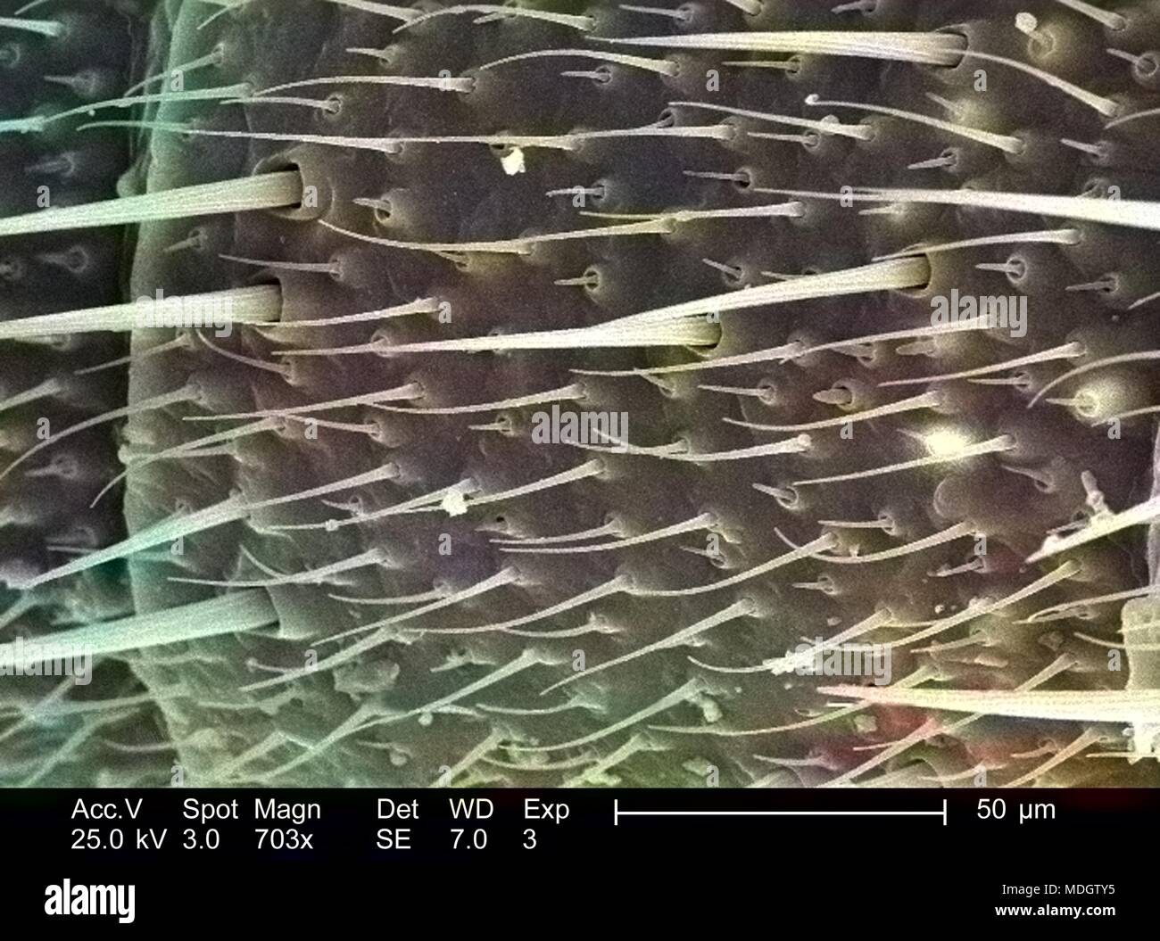 Ultrastructural details and sensorial hairs (Setae) of a dragonfly ...