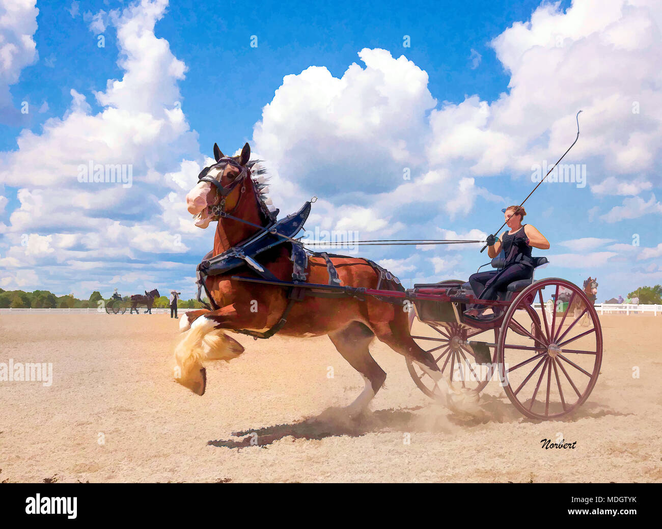 Canadian Draft Horse Exhibition in Ivy, Ontario, Canada Stock Photo - Alamy