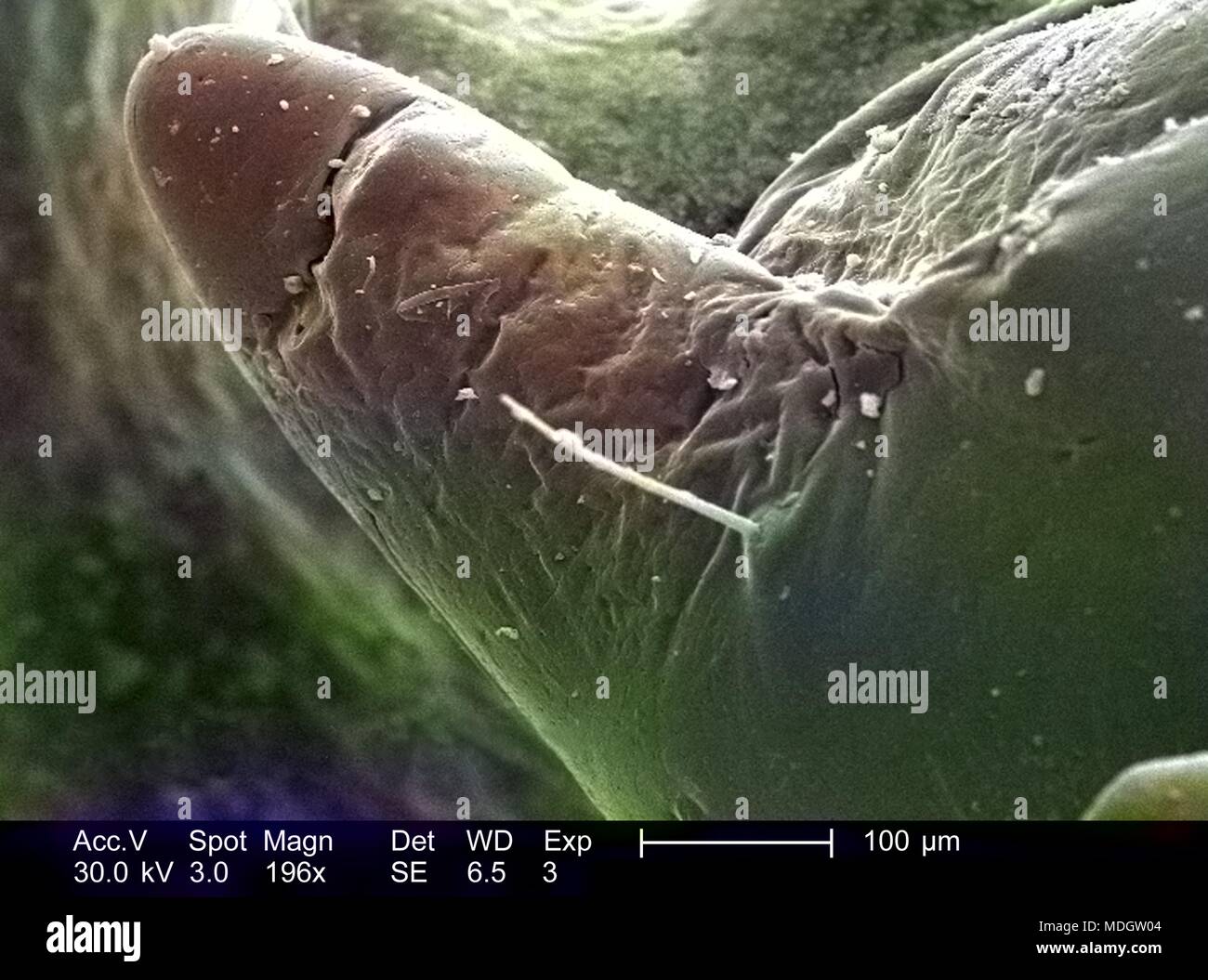 Chitinous exoskeletal protuberance of an unidentified millipede's ...