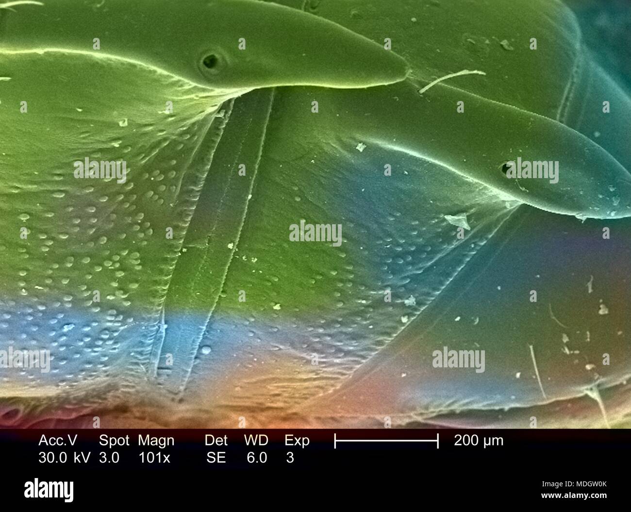 Surface of a chitinous exoskeletal cuticle of an unidentified millipede ...