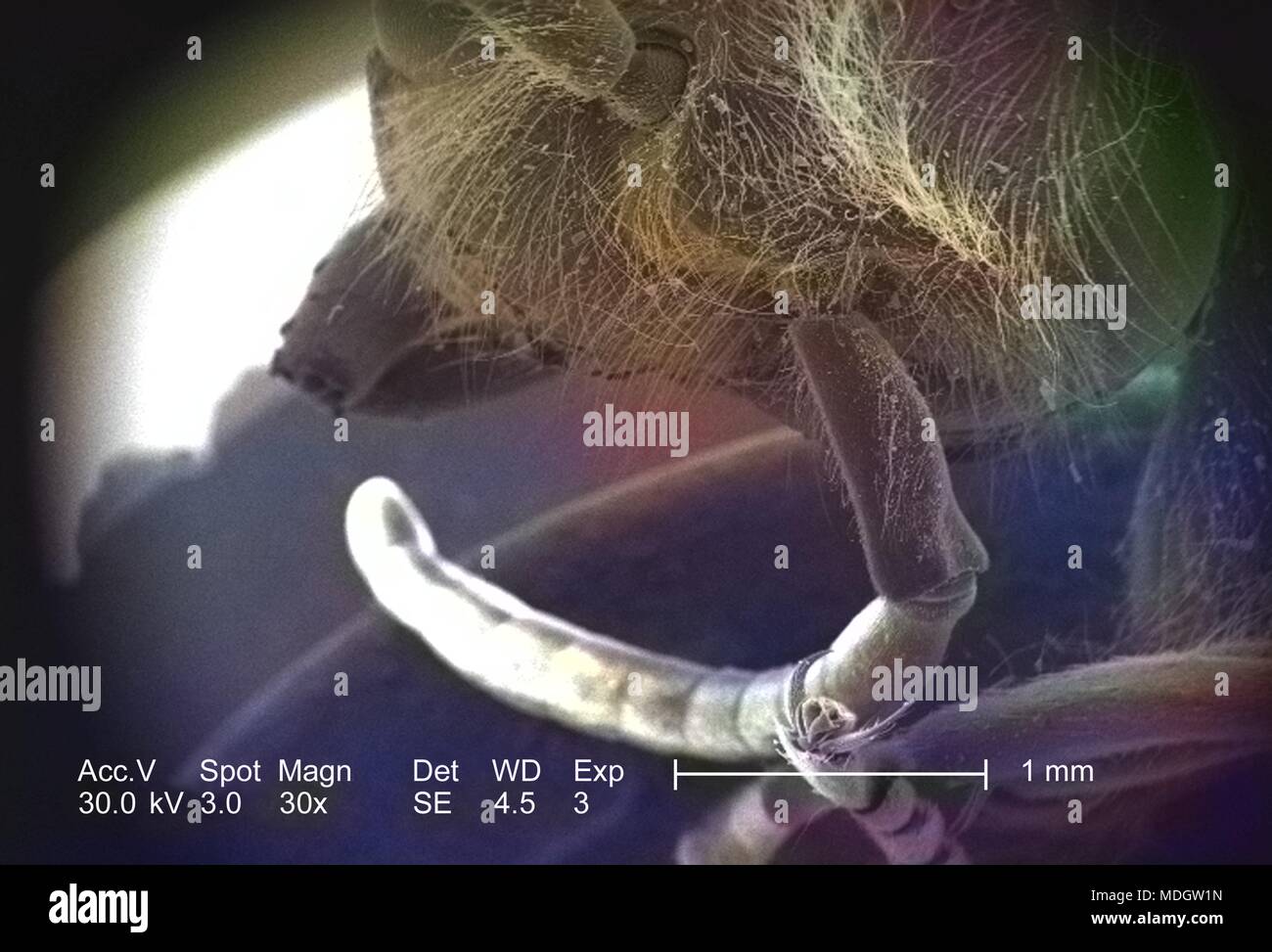 Morphologic details of an unidentified hymenopteran insects head and ...