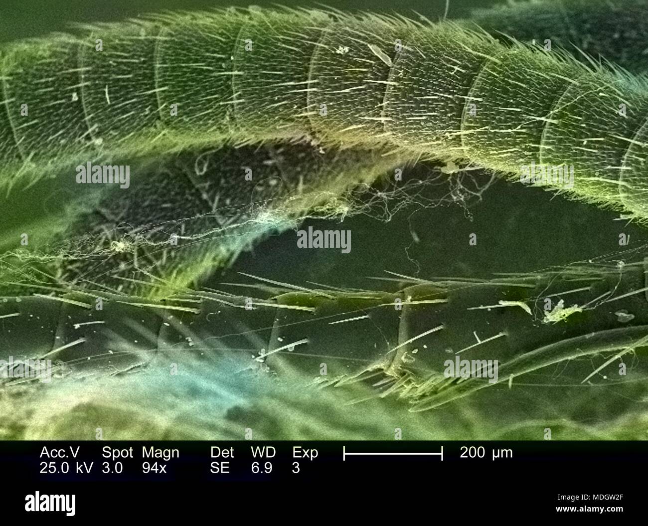 Structural details of a dragonfly antenna, depicted in the 94x ...