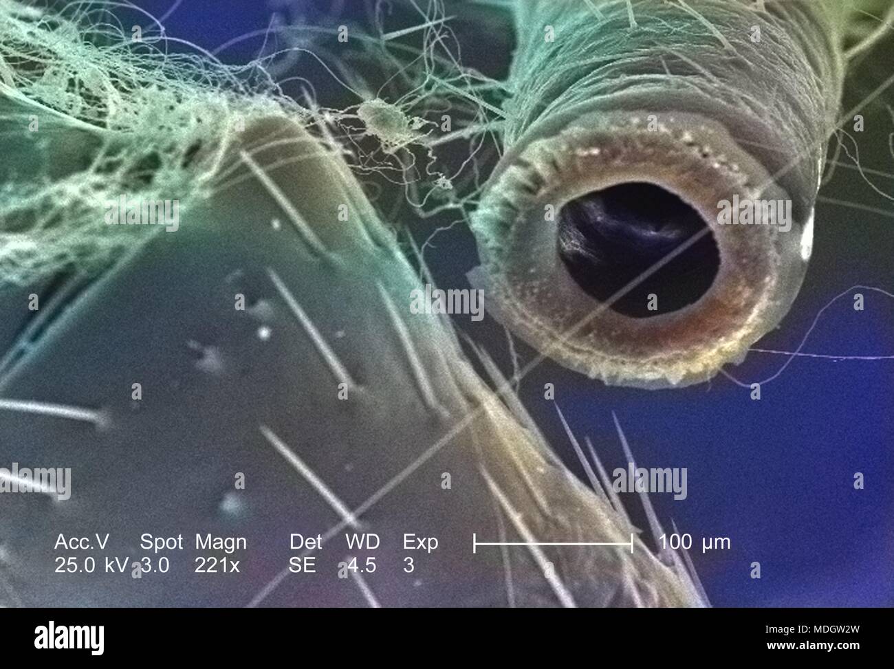 Aspects of the antenna, and jointed leg of a dragonfly found in Decatur ...