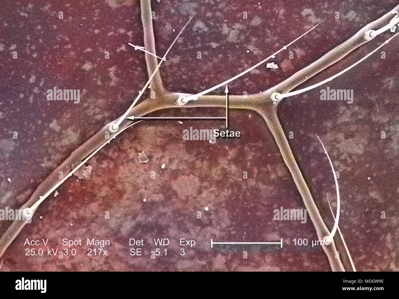 Photomicrography hi-res stock photography and images - Alamy