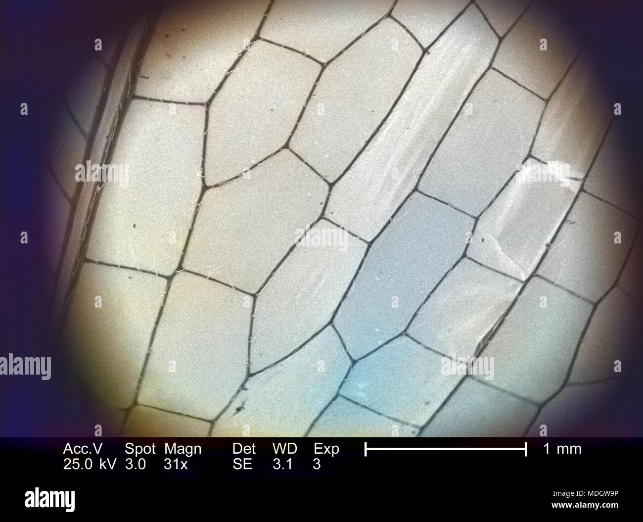 Black and white dragonfly hi-res stock photography and images - Alamy