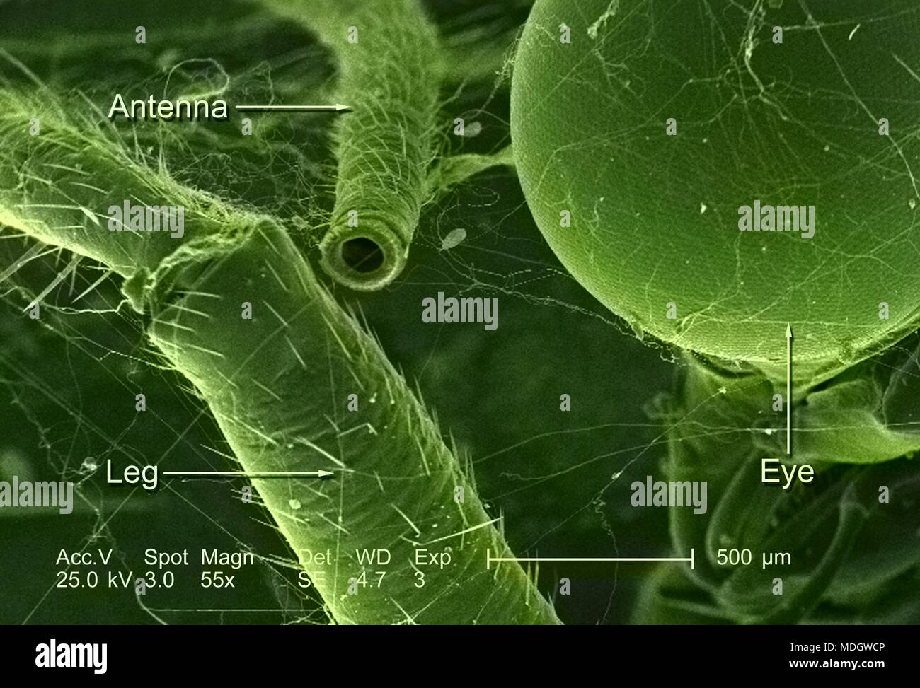 Eye dragonfly sem hi-res stock photography and images - Alamy