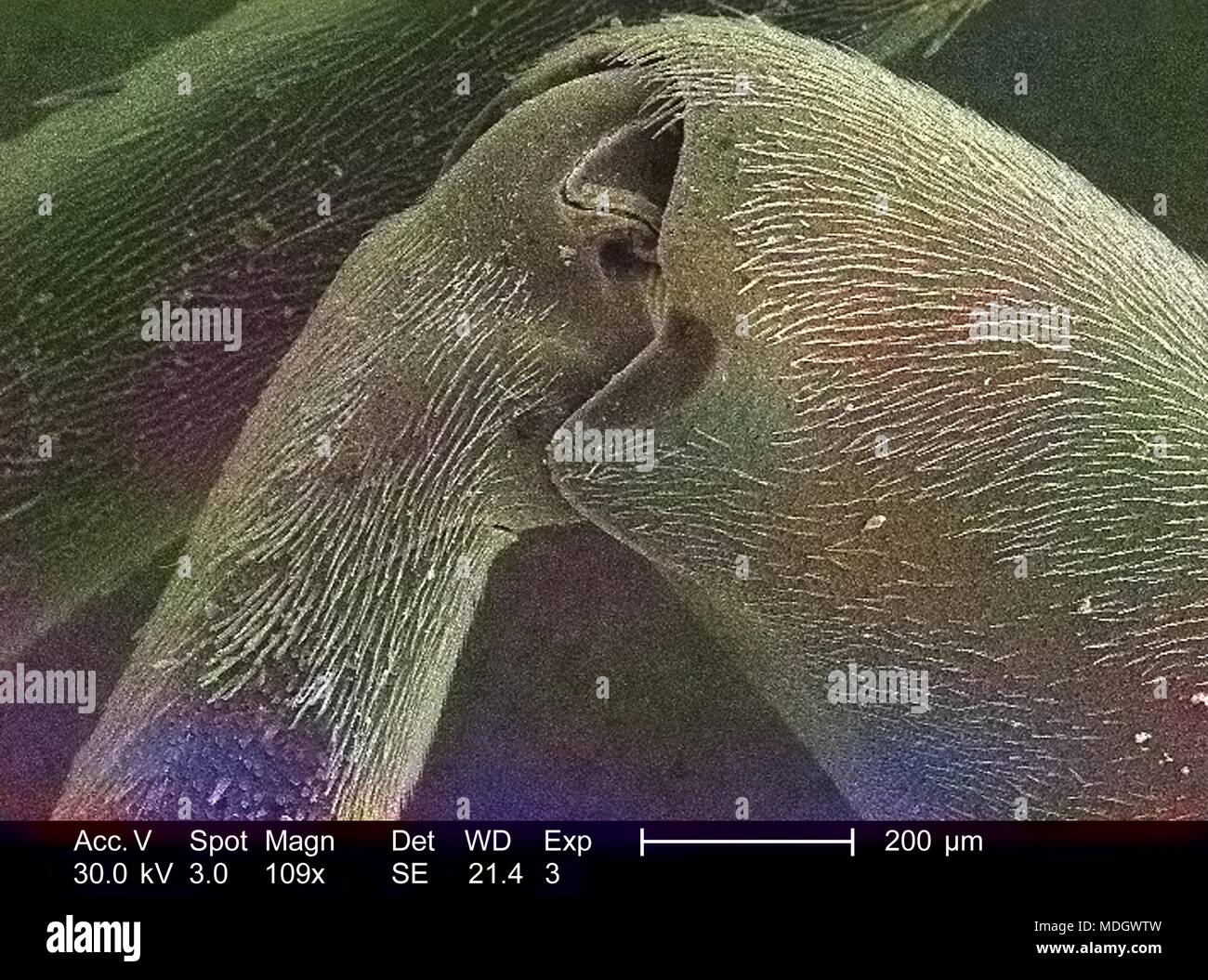 Microscopic wasps hi-res stock photography and images - Alamy