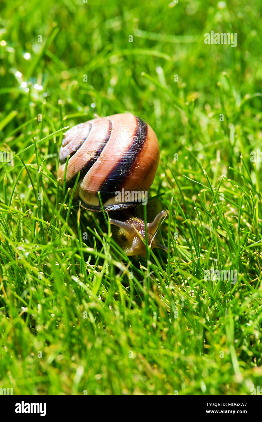 Spiral shell hi-res stock photography and images - Alamy