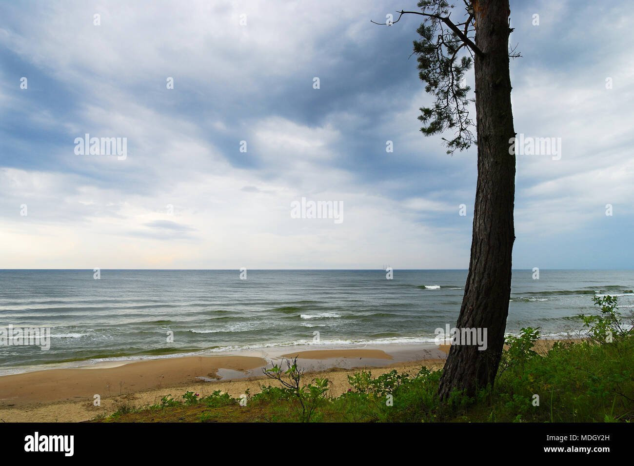 Pine tree growing on beach hi-res stock photography and images - Alamy