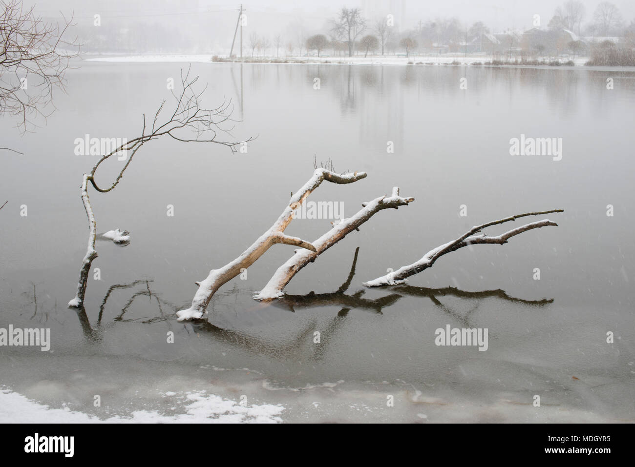 Drowned tree hi-res stock photography and images - Alamy