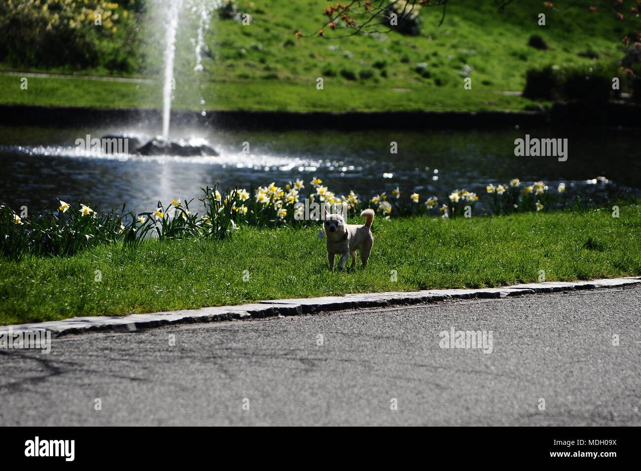 spring time in Sefton Park, Liverpool, England Stock Photo - Alamy