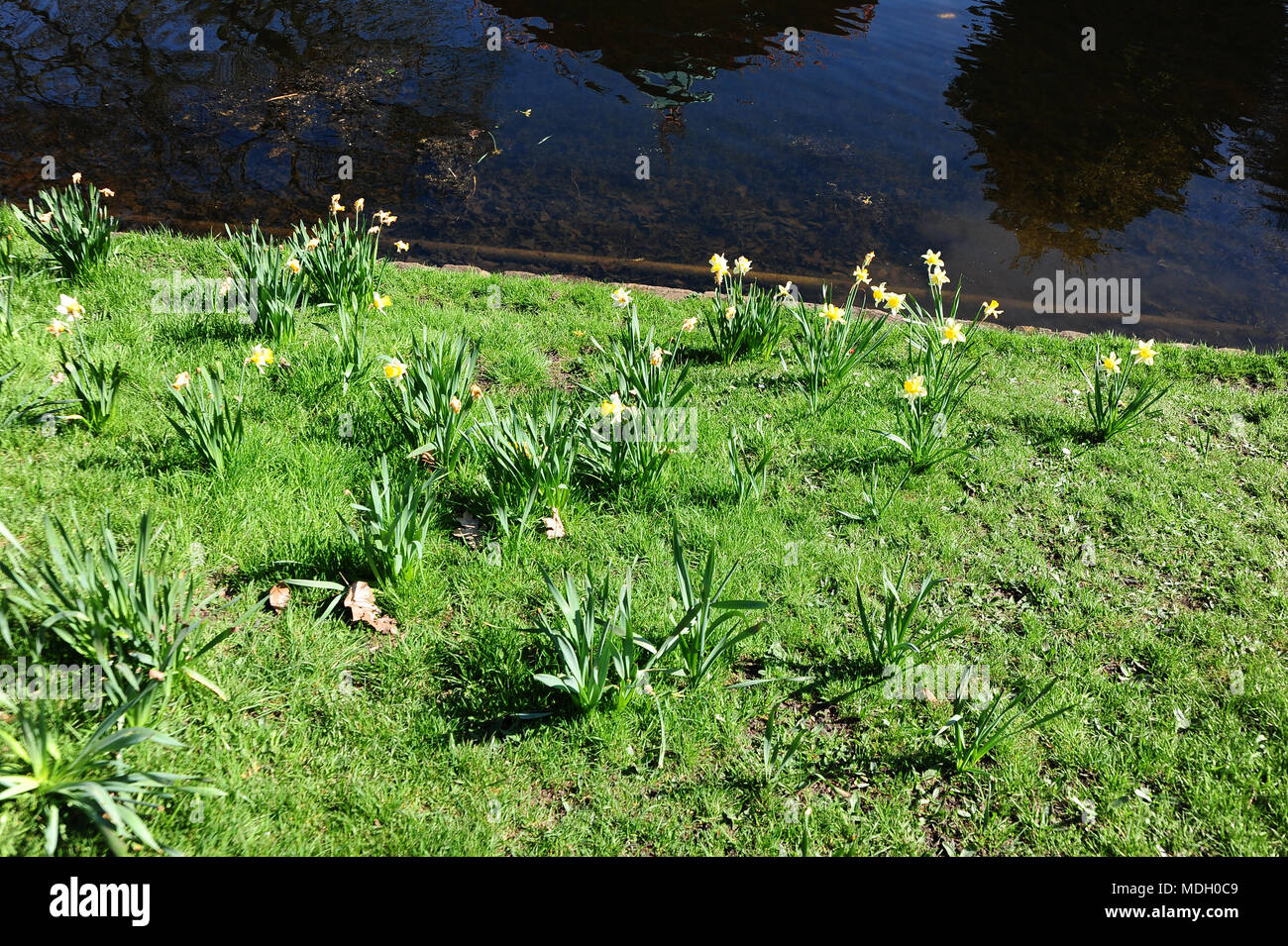 spring time in Sefton Park, Liverpool, England Stock Photo - Alamy