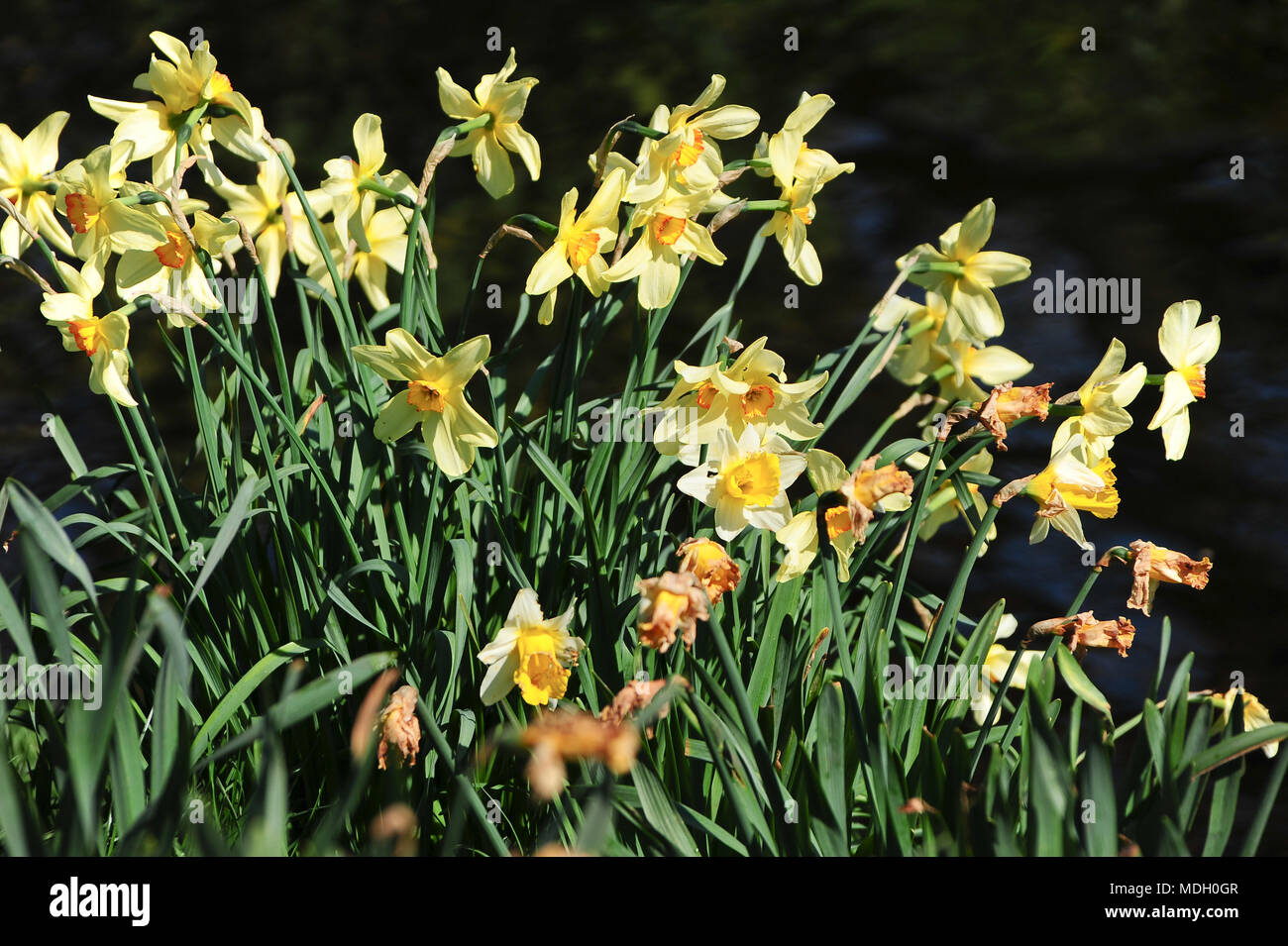 spring time in Sefton Park, Liverpool, England Stock Photo - Alamy