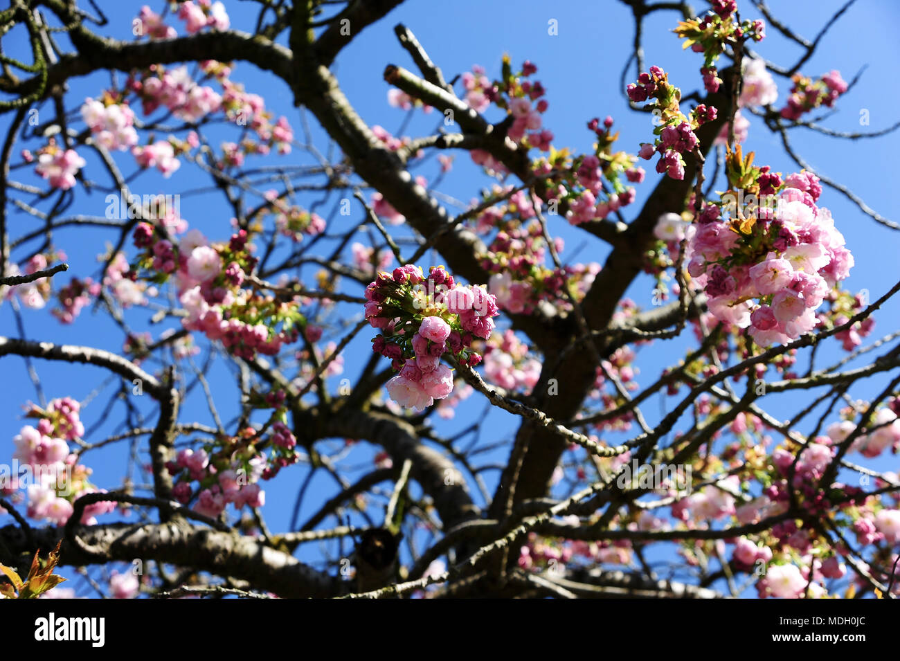 spring time in Sefton Park, Liverpool, England Stock Photo - Alamy