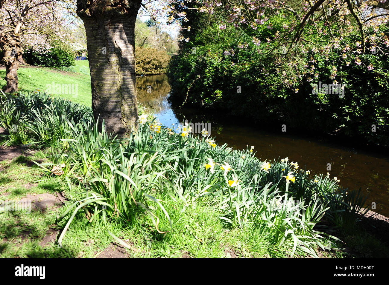 spring time in Sefton Park, Liverpool, England Stock Photo - Alamy
