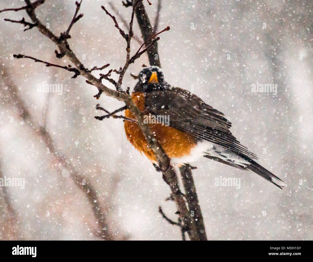 Robin tree frost hi-res stock photography and images - Alamy