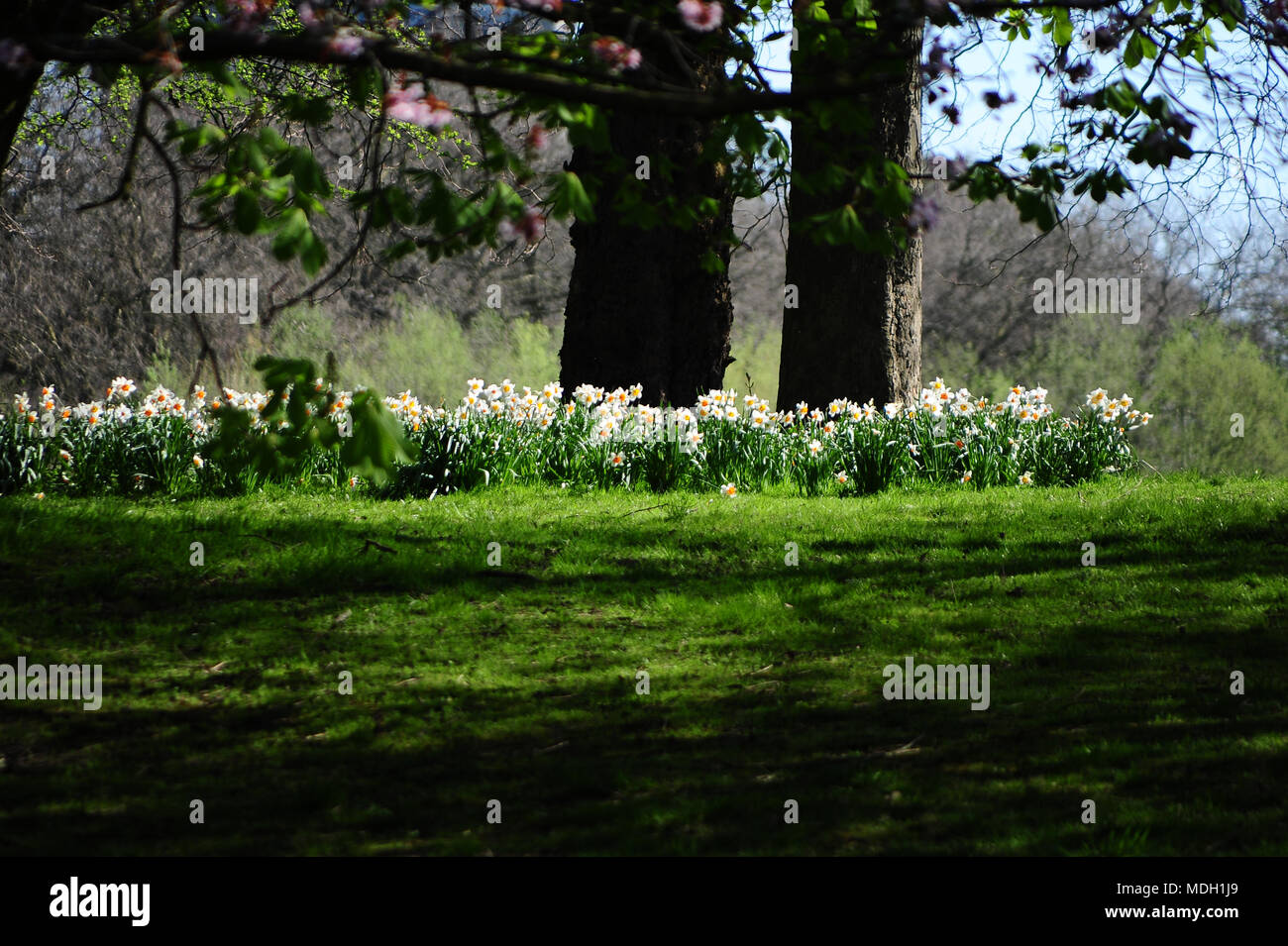 spring time in Sefton Park, Liverpool, England Stock Photo - Alamy