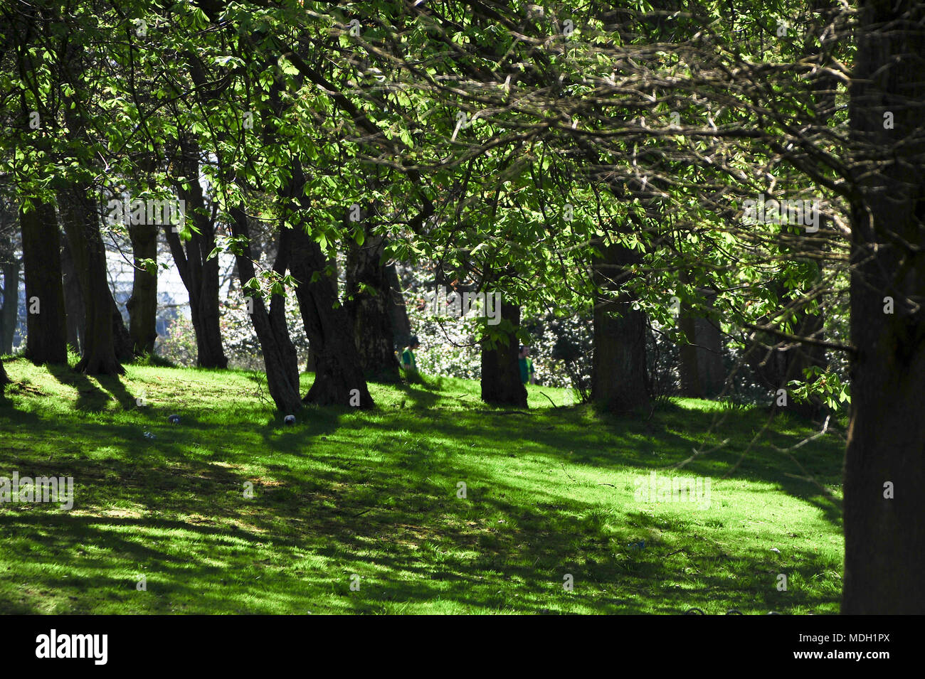 spring time in Sefton Park, Liverpool, England Stock Photo - Alamy