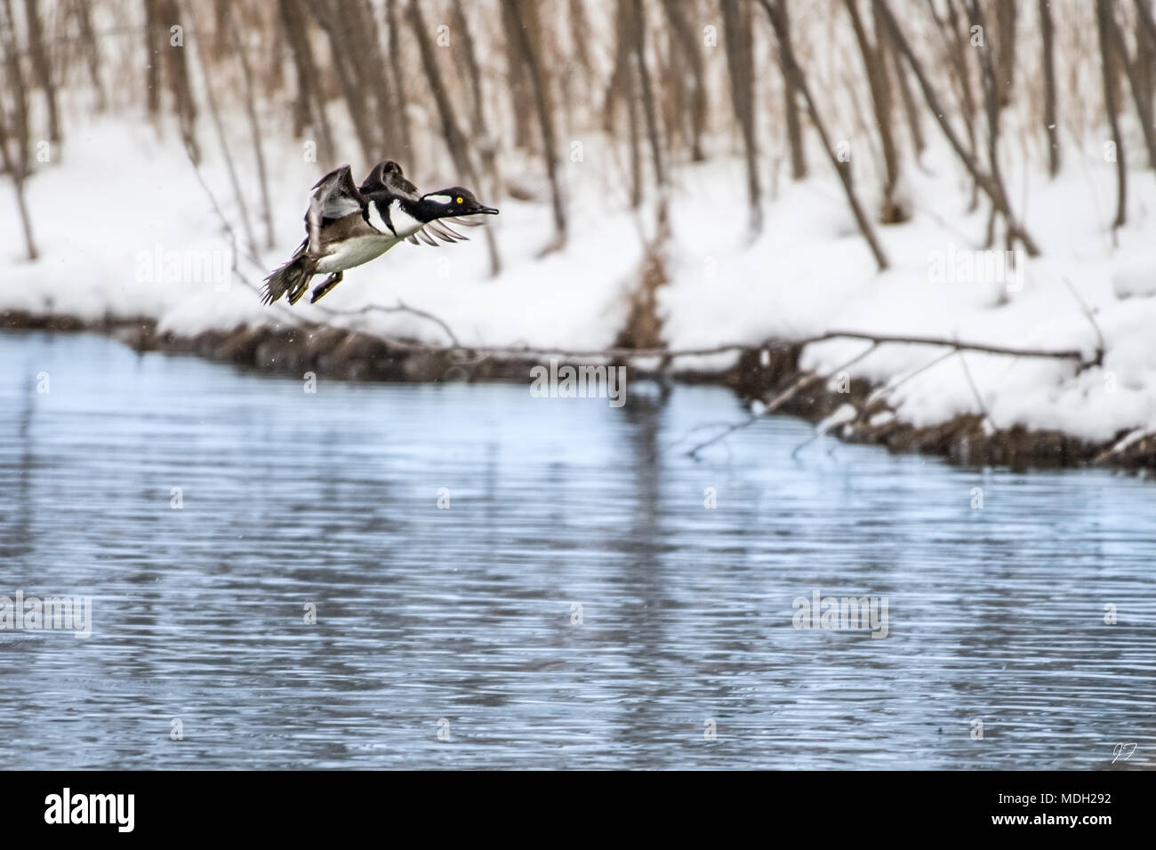 Remington pond hi-res stock photography and images - Alamy
