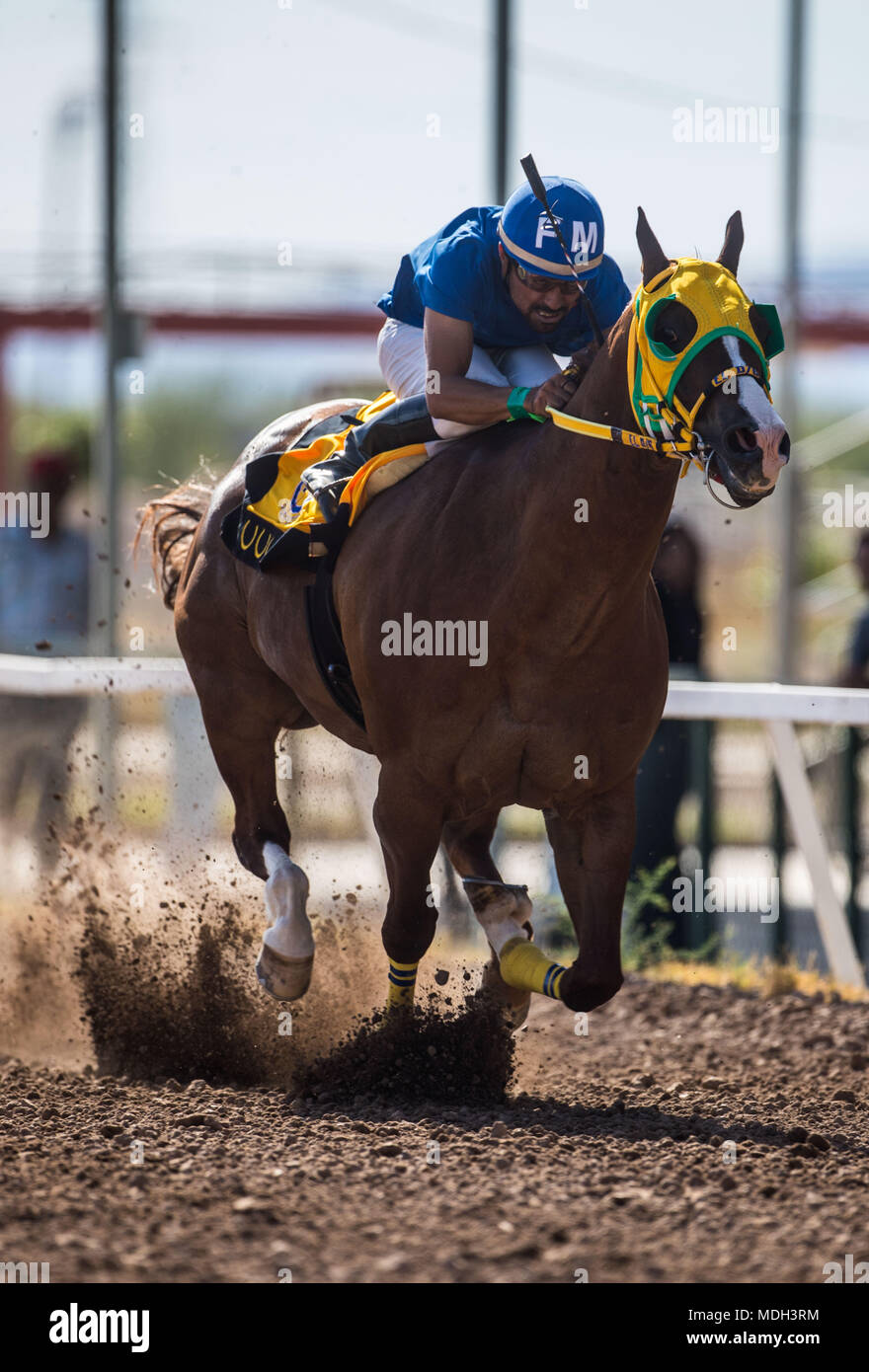 Latinamerican horse hi-res stock photography and images - Alamy