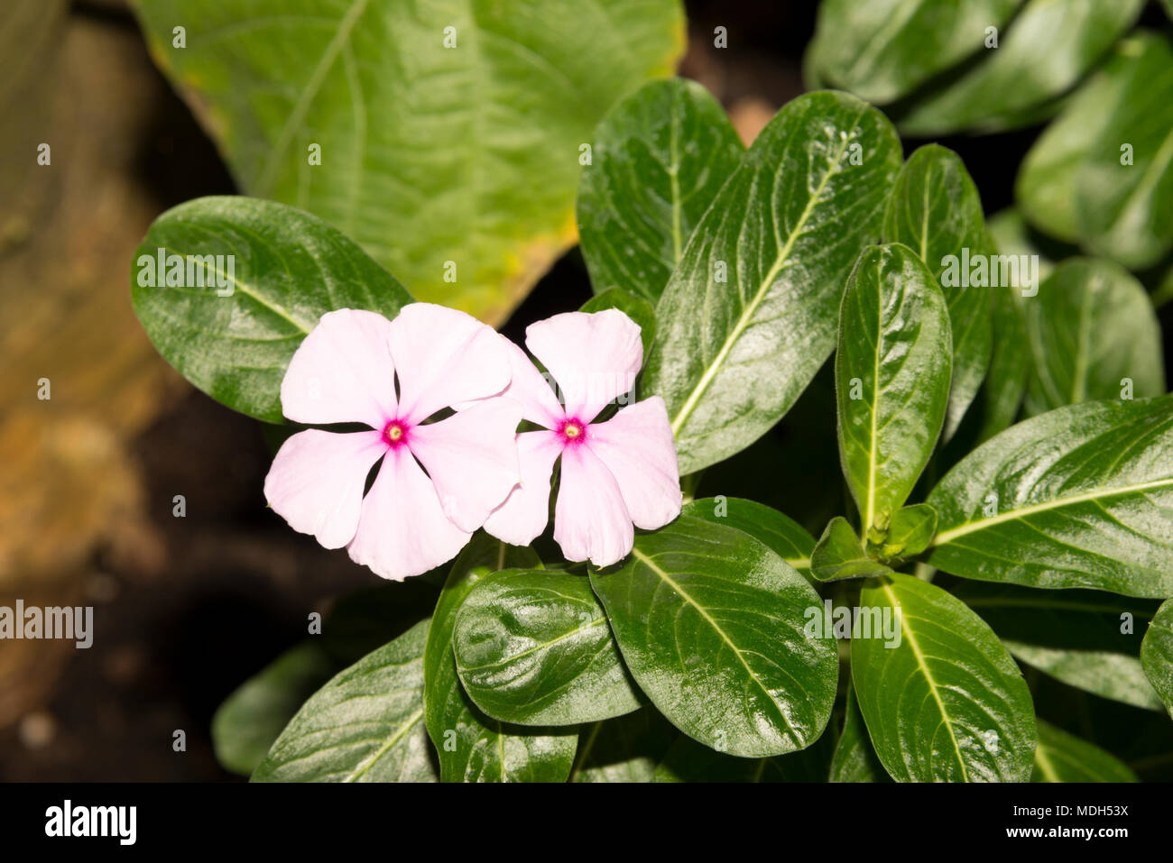 Madagascar Periwinkle (Catharanthus roseus) flowers Stock Photo - Alamy