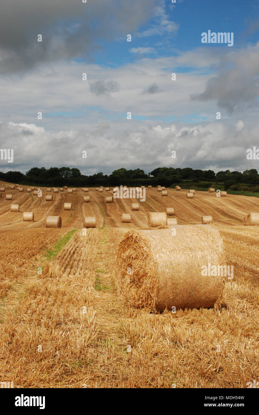 Hay bales in rolling fields hi-res stock photography and images - Alamy