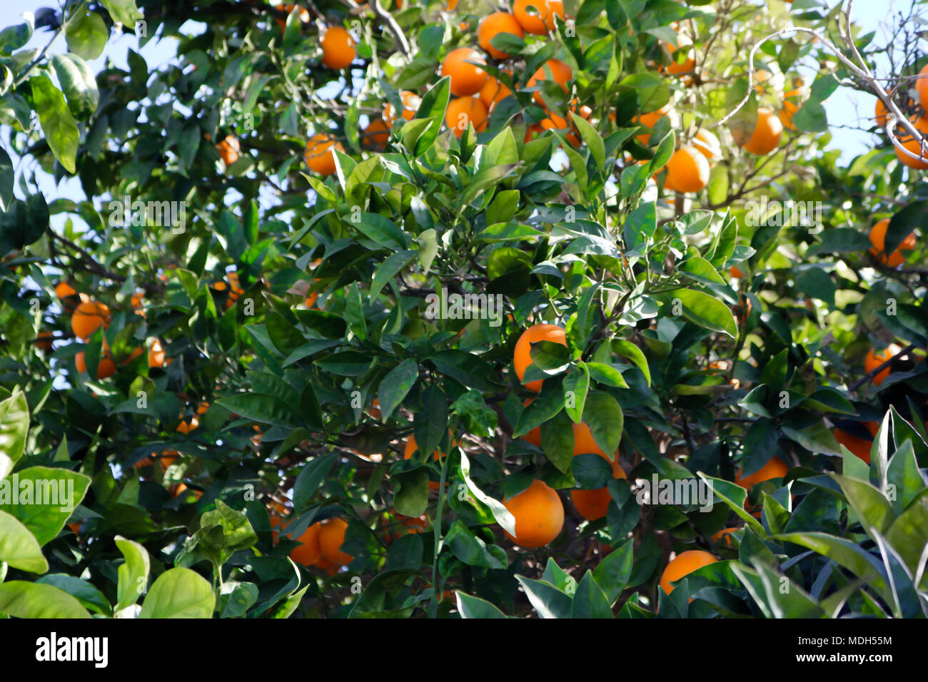 Oranges on a tree hi-res stock photography and images - Alamy