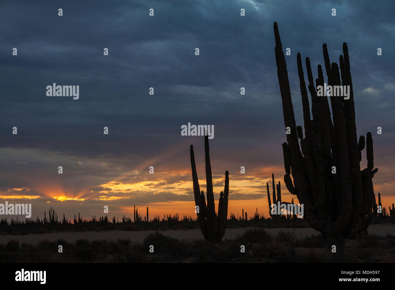Sonoran Desert which is characterized by high Catus just a few meters ...